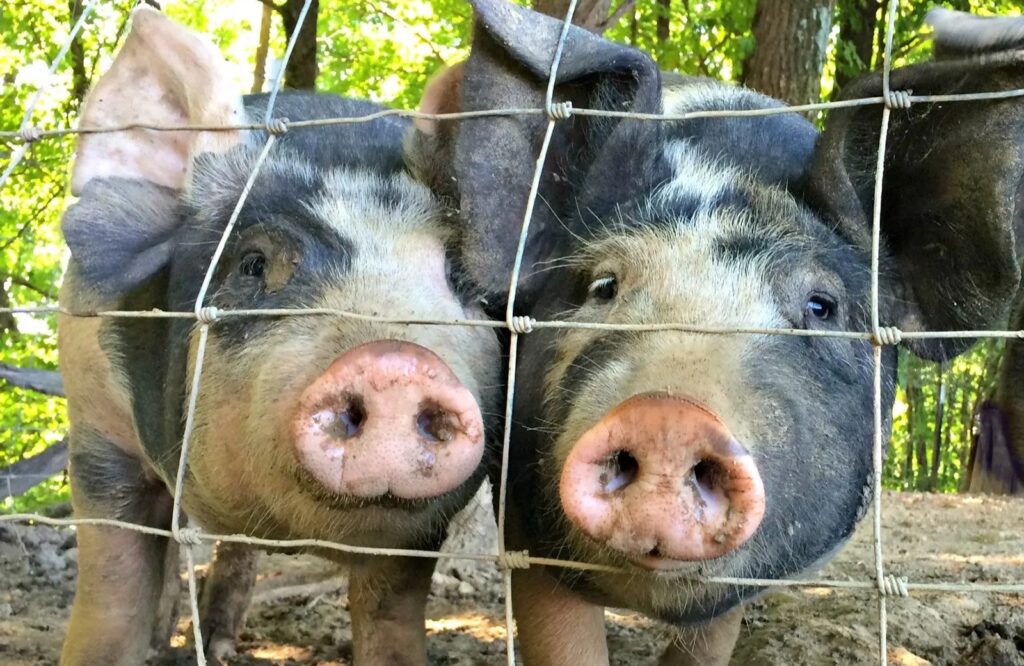 Simacero - Malla Marranera (Avícola)